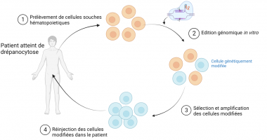 Principe de fonctionnement du système CRISPR/Cas9 | Planet-Vie